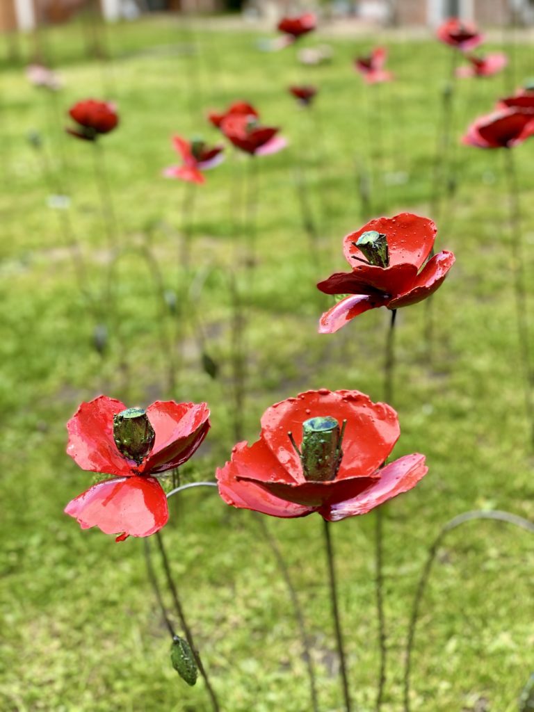 Coquelicot rouge avec son bouton - Quintessence